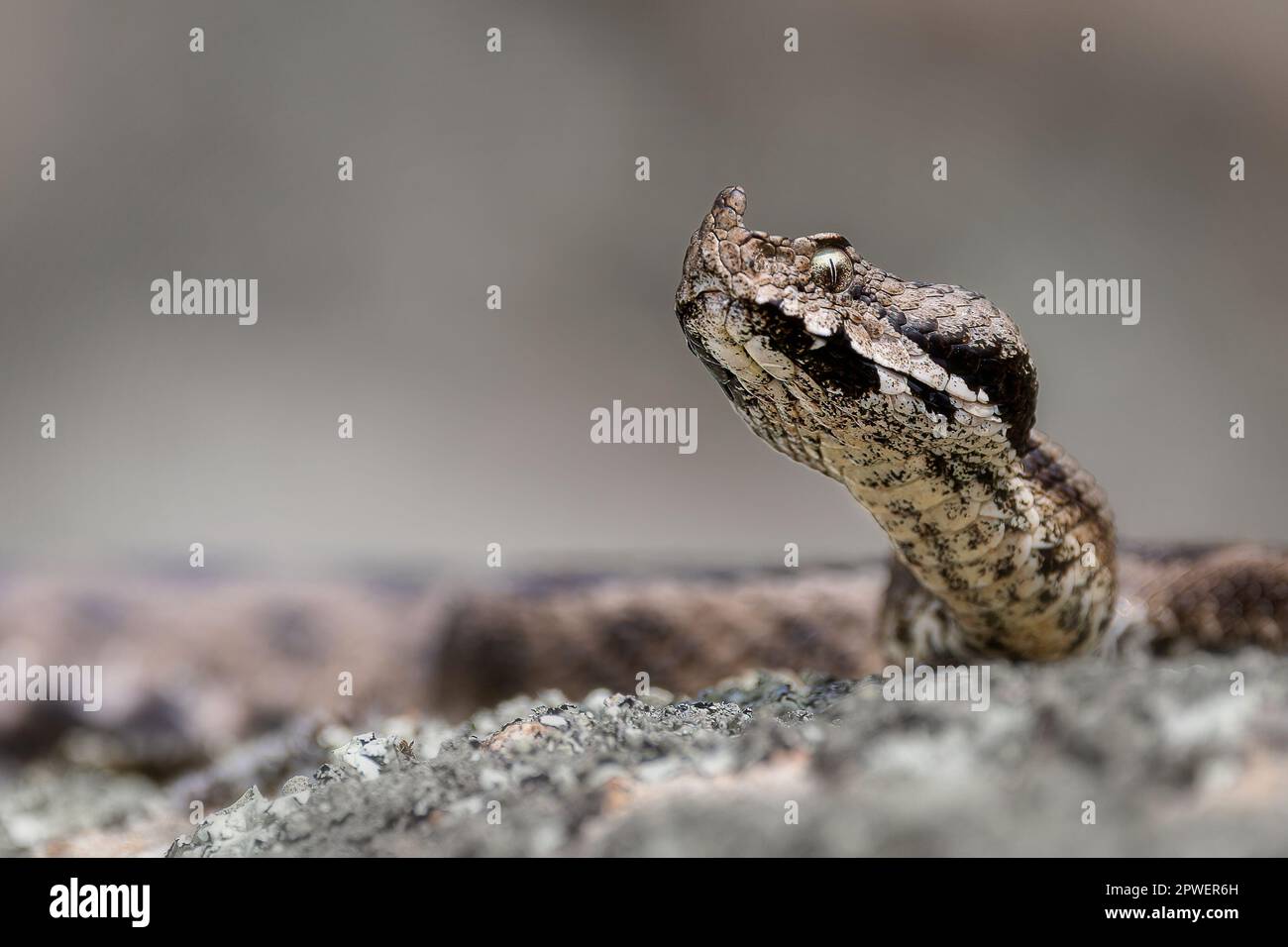 Common sand viper Banque de photographies et d’images à haute ...