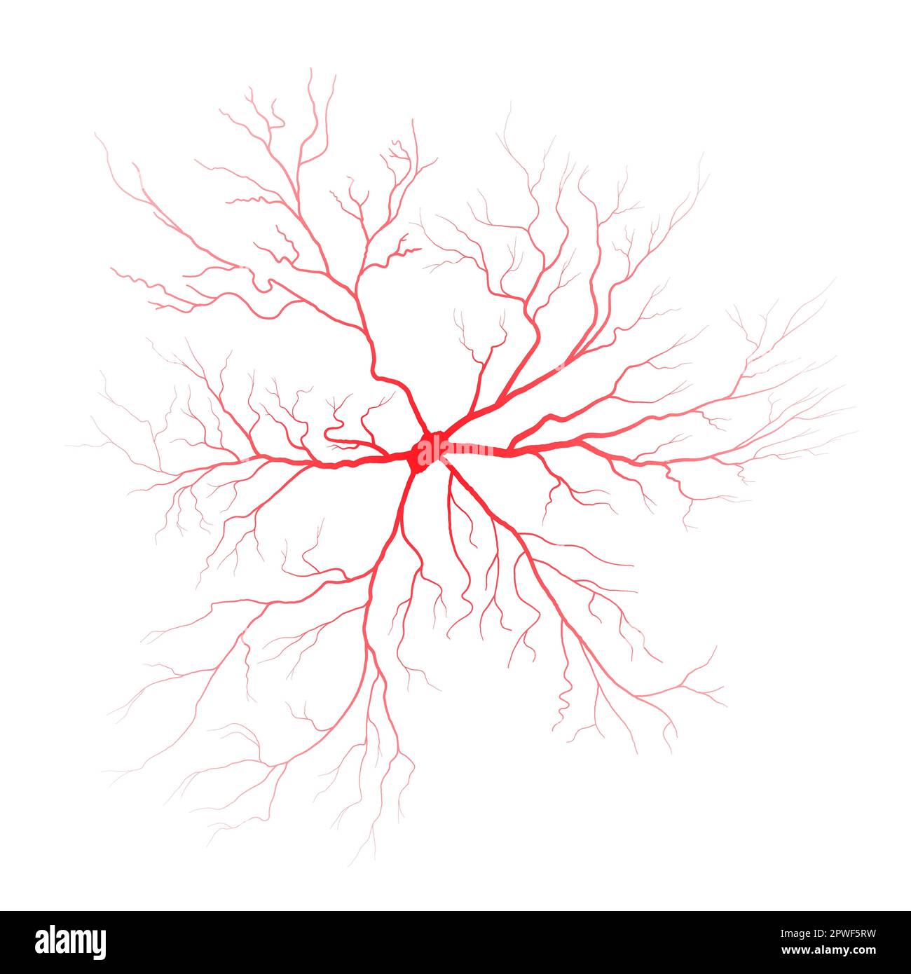Yeux humains veines de sang vaisseaux silhouettes illustration ...
