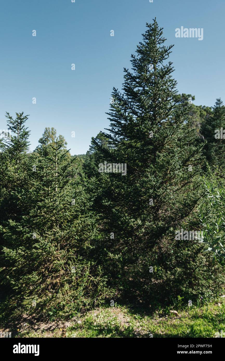 Castillejo sierra Banque de photographies et d’images à haute résolution - Alamy