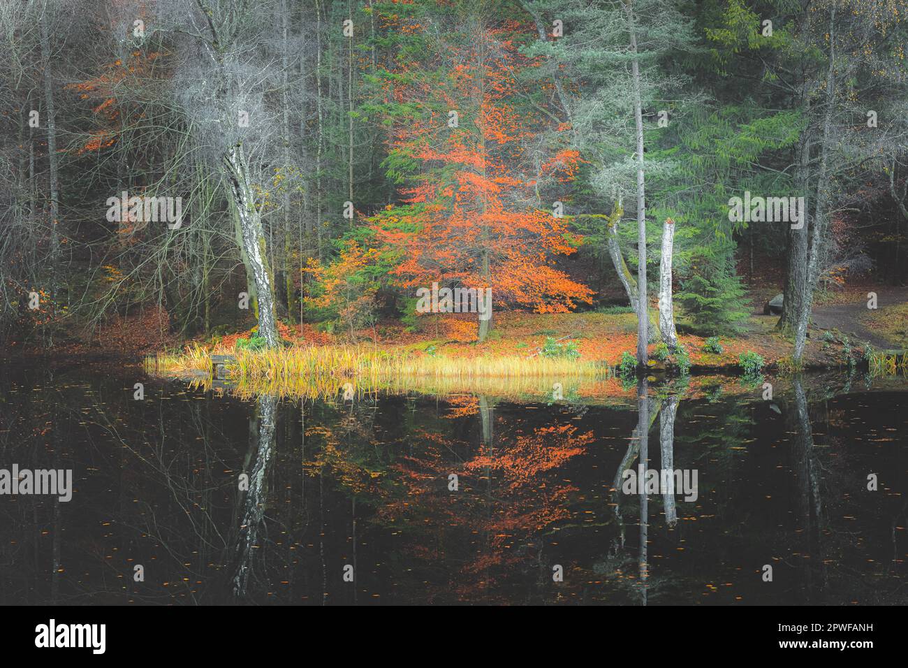 Forêt d'automne sombre, sombre et colorée, au-dessus d'un lac calme ...