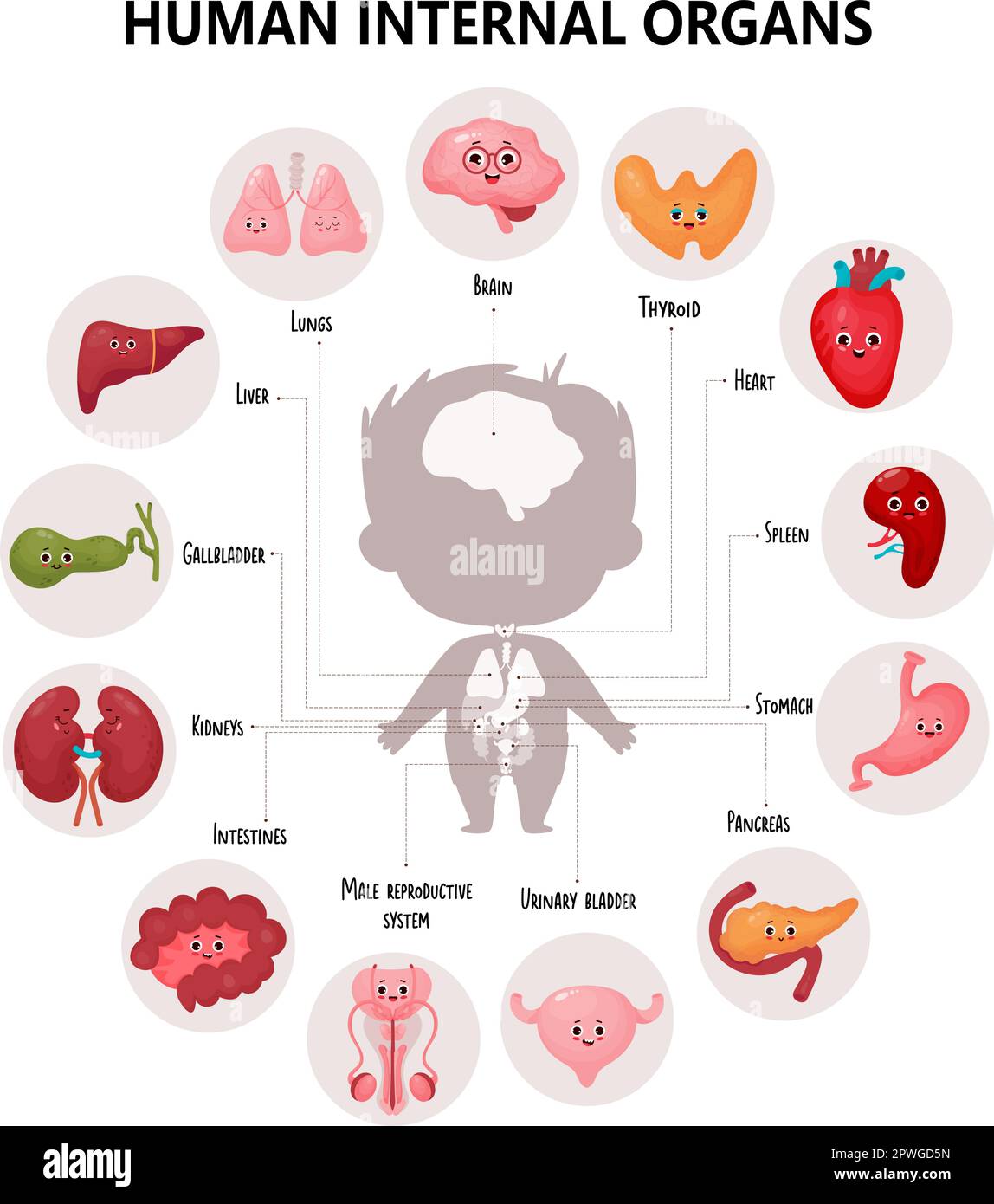 Anatomie corps humain. Jolis infographiques avec schéma visuel interne ...