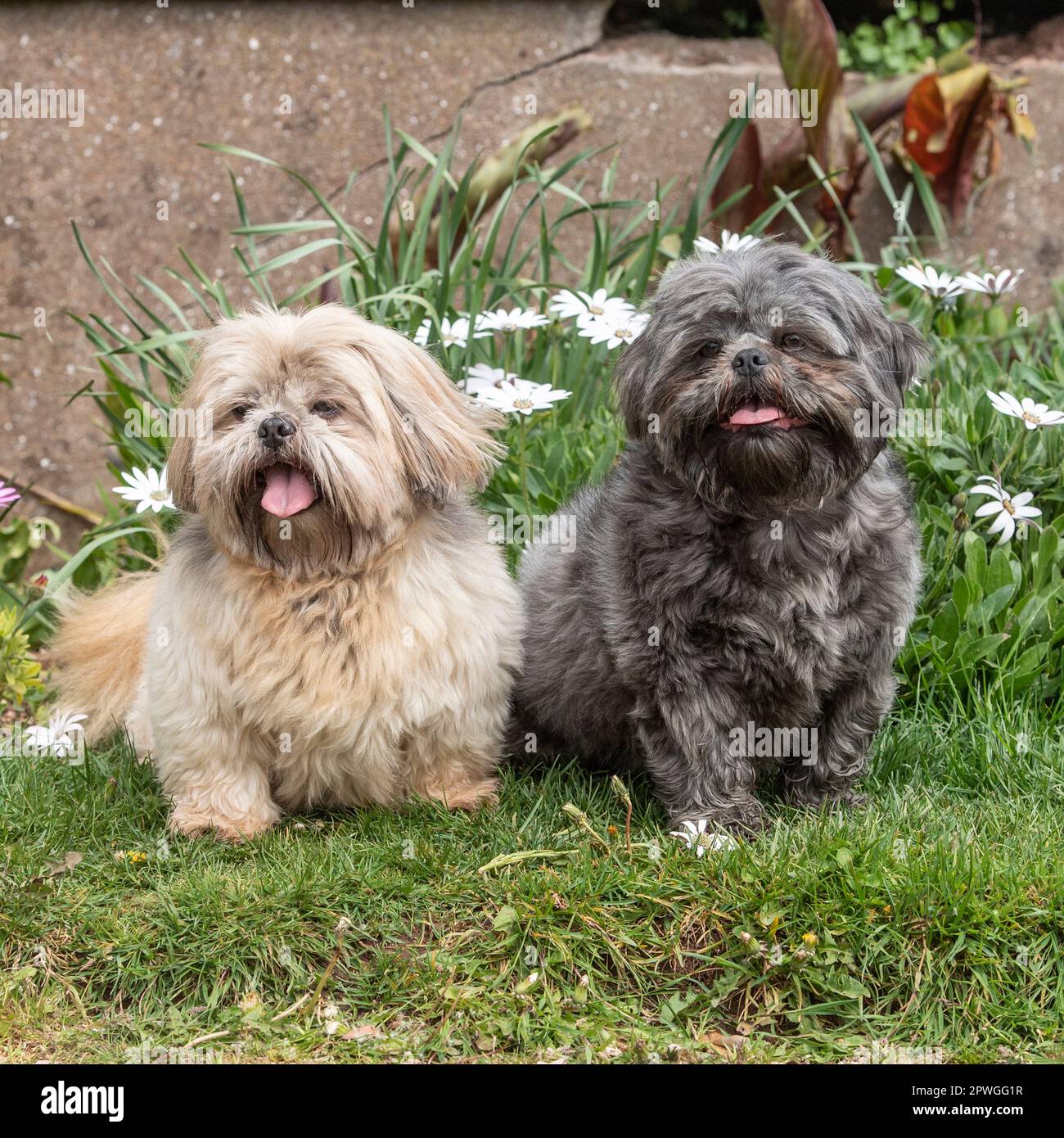 Shih tzu dogs Banque de photographies et d’images à haute résolution ...