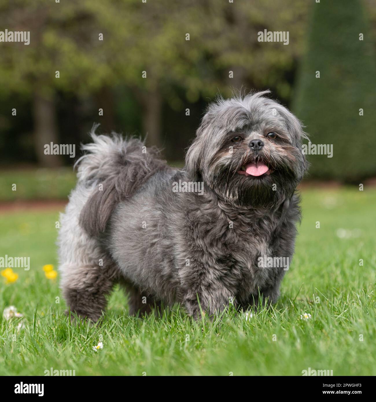 Shih shih Banque de photographies et d’images à haute résolution - Alamy