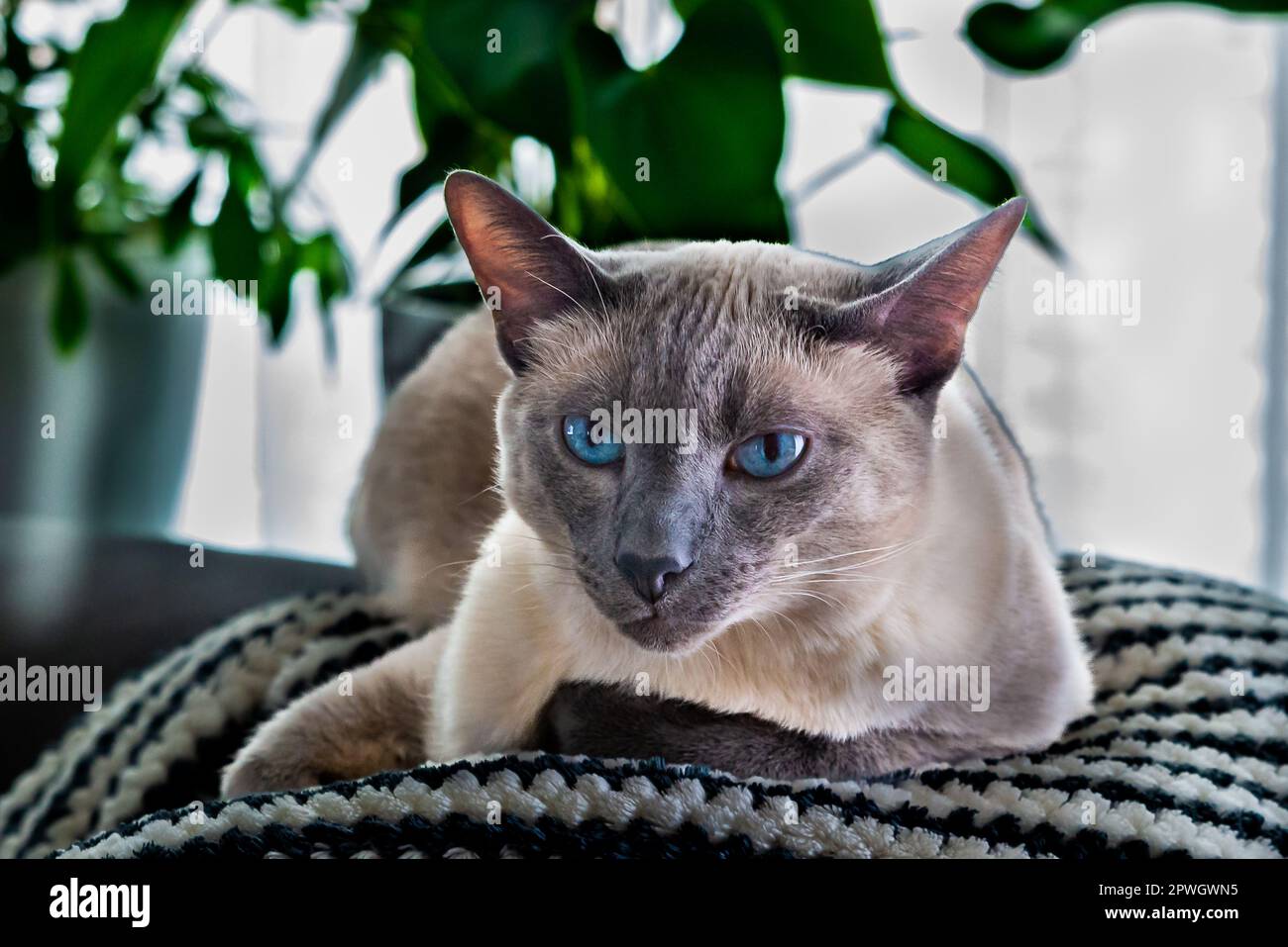 Le chat siamois repose sur le canapé. Le Siamois est un long et élégant ...