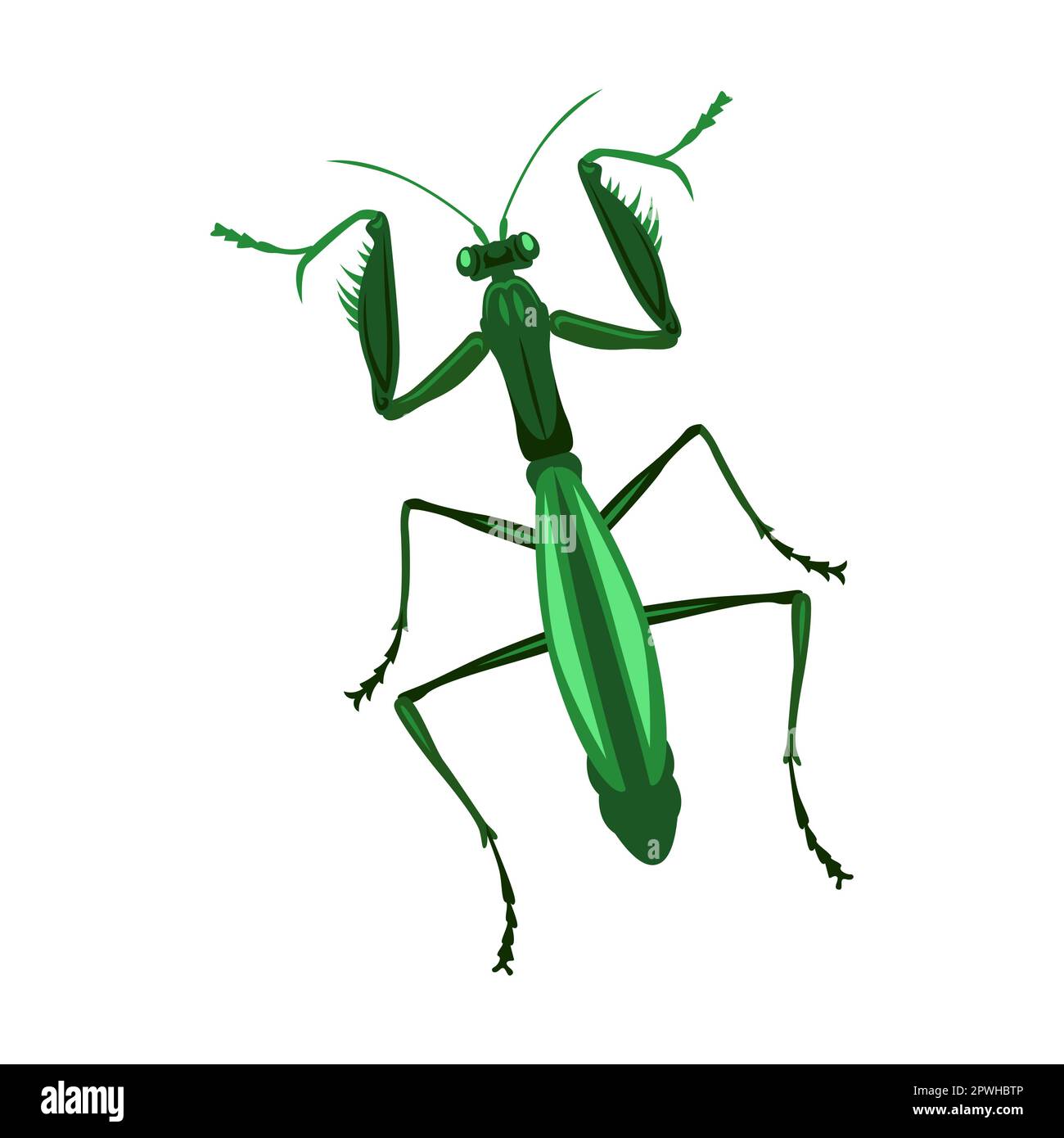 Illustration de dessin animé sur fond blanc d'insecte de Mantis ...