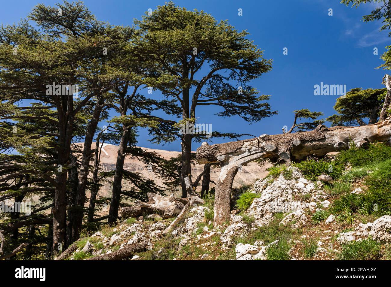 Cèdre du Liban, forêt de cèdres, Cèdres de Dieu, vallée de Kadisha, Mont Liban, Bsharri(Bsharre ...