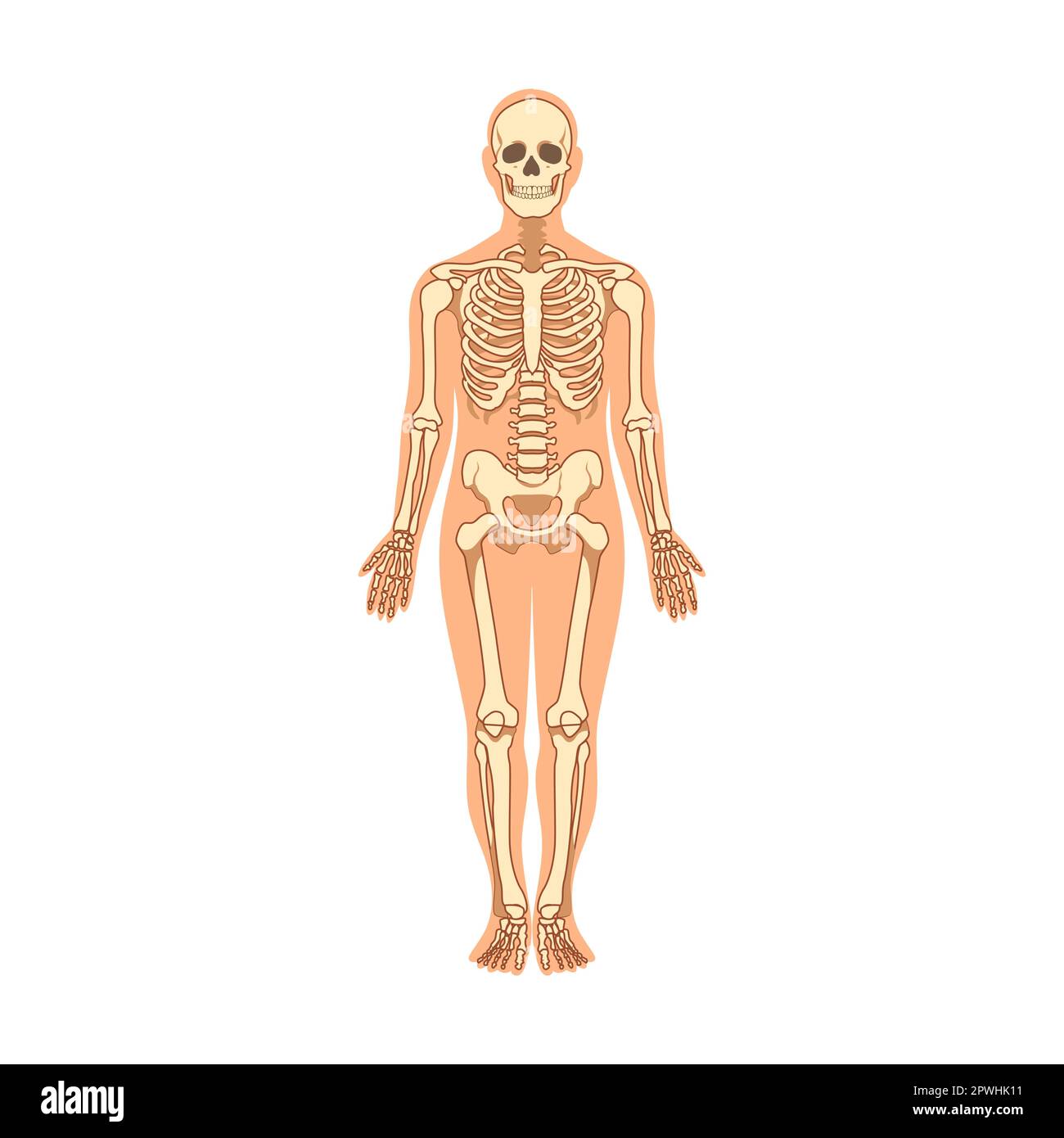 Muscles et os dans l'illustration du vecteur du corps humain. Homme de ...