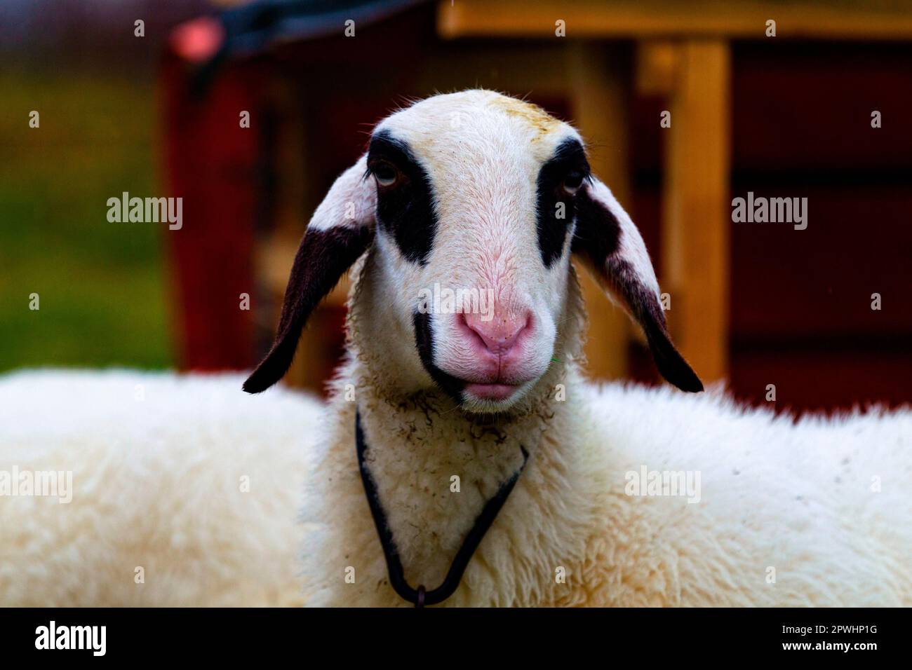 Mouton à lunettes Banque de photographies et d’images à haute ...