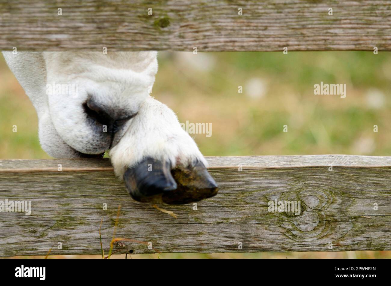 Sabot animal Banque de photographies et d’images à haute résolution - Alamy