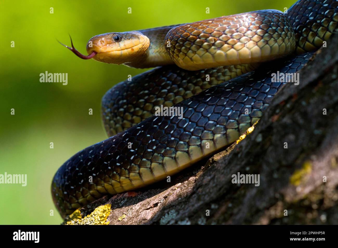 Snake stick Banque de photographies et d’images à haute résolution - Alamy