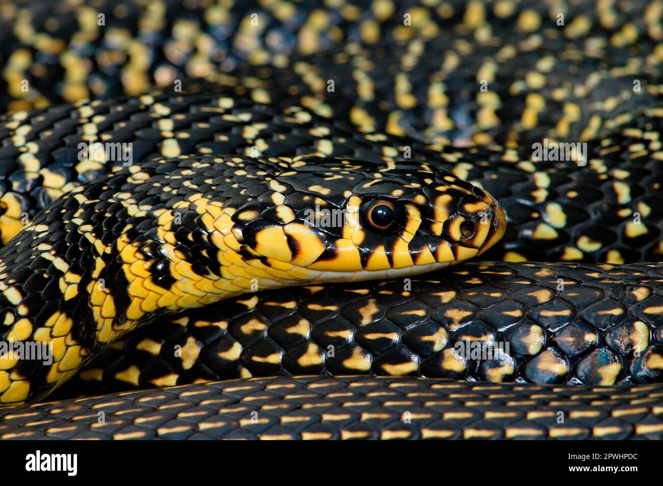 Angry snake Banque de photographies et d’images à haute résolution - Alamy