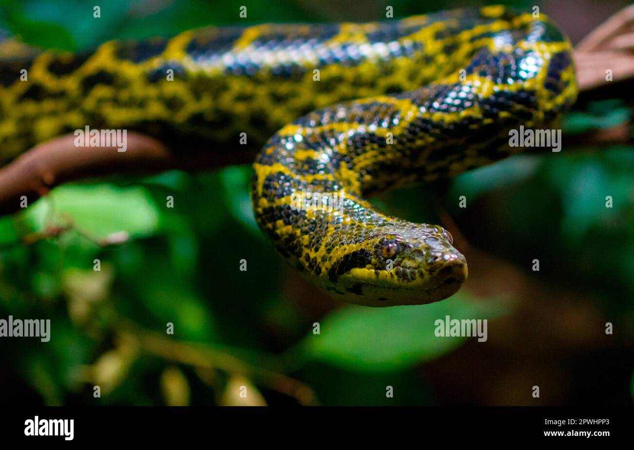 Anaconda jaune Banque de photographies et d’images à haute résolution ...
