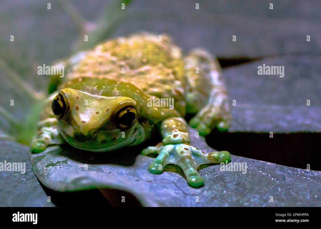 Grenouille creuse Banque de photographies et d’images à haute ...