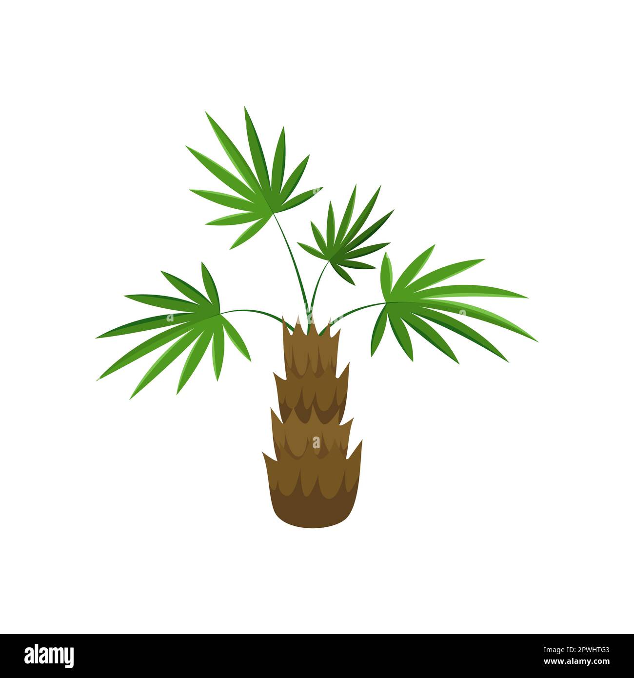 Sago palm tree Banque d'images vectorielles - Alamy