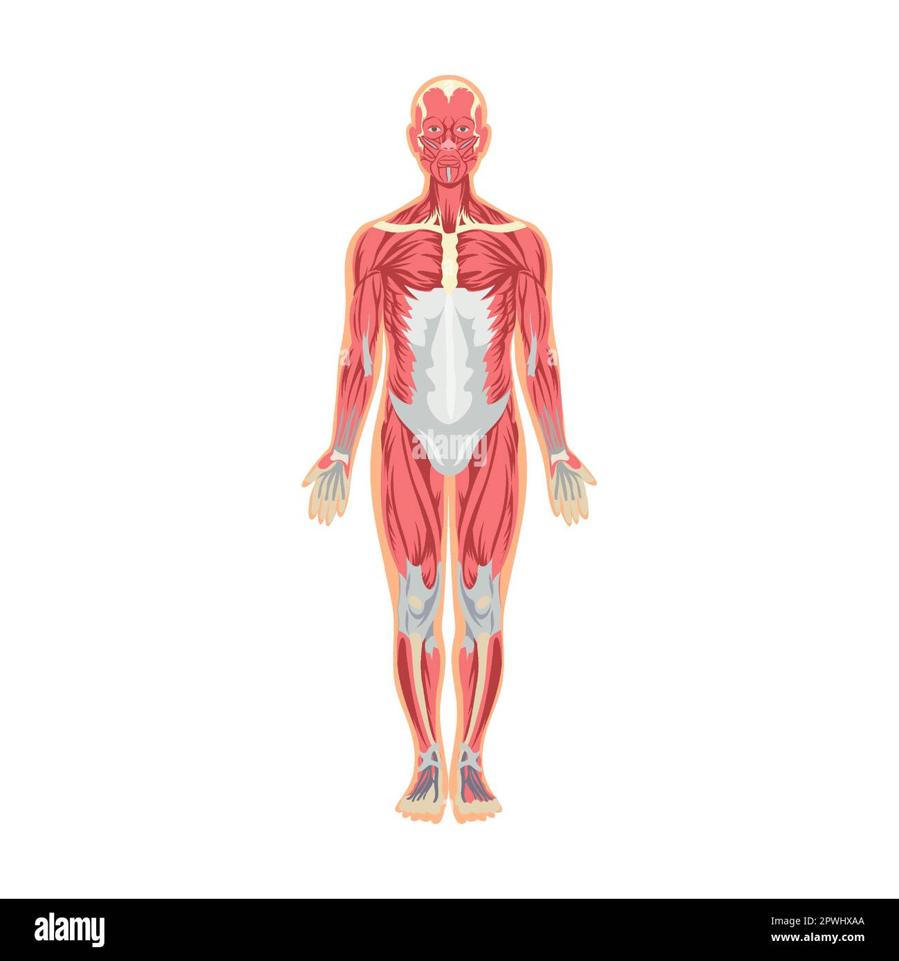 Système de muscles dans l'illustration de vecteur de corps humain ...