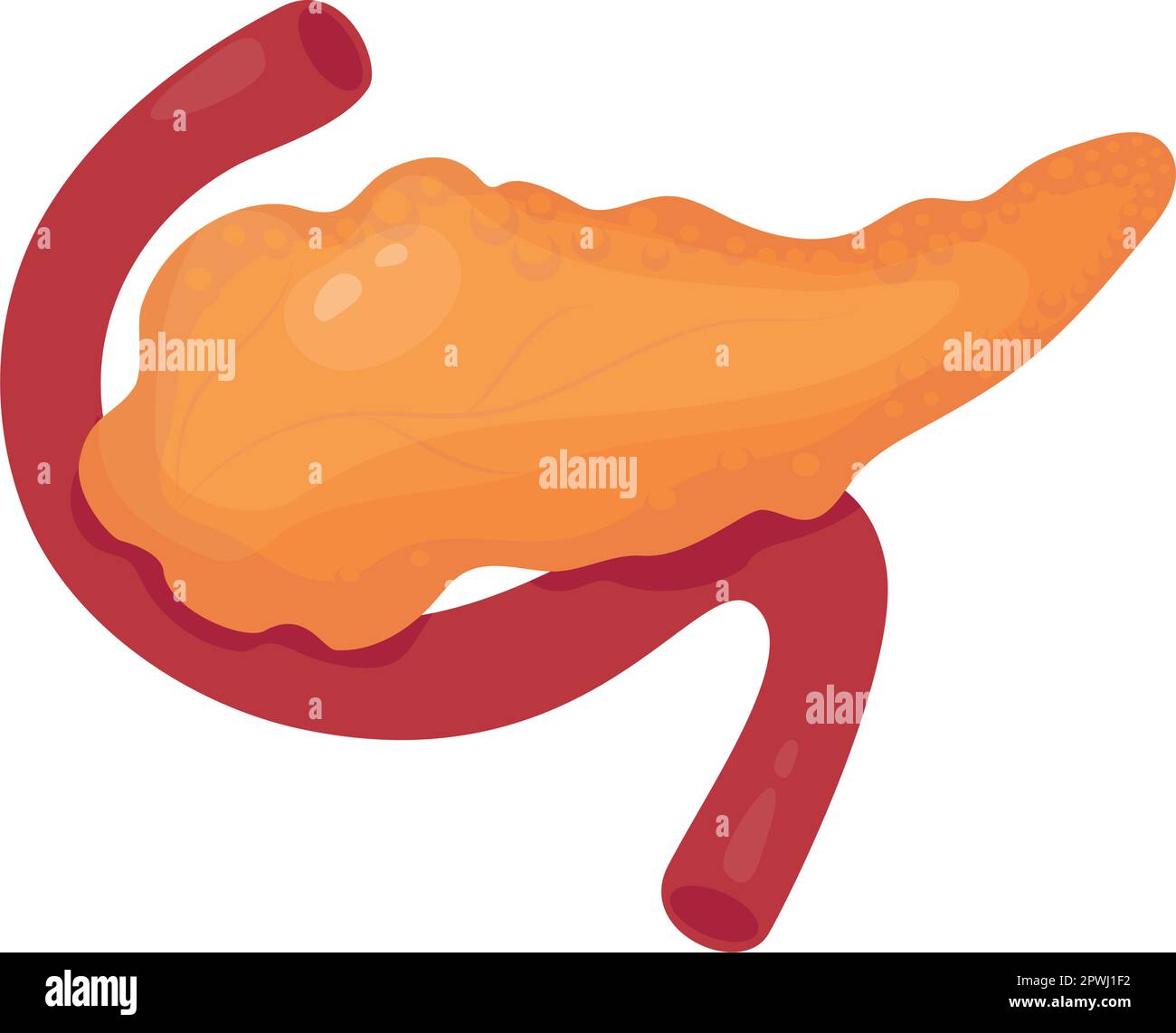 Pancreass. Organe humain. Illustration vectorielle de style dessin ...