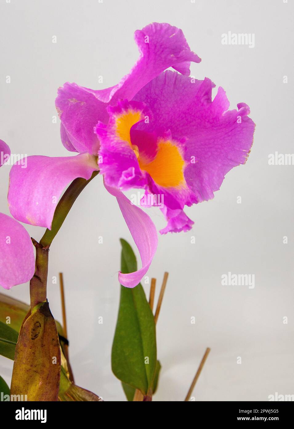 Orchid Cattleya BLC. Trium Phal Coronation Seuto Home Flower. Grandes ...