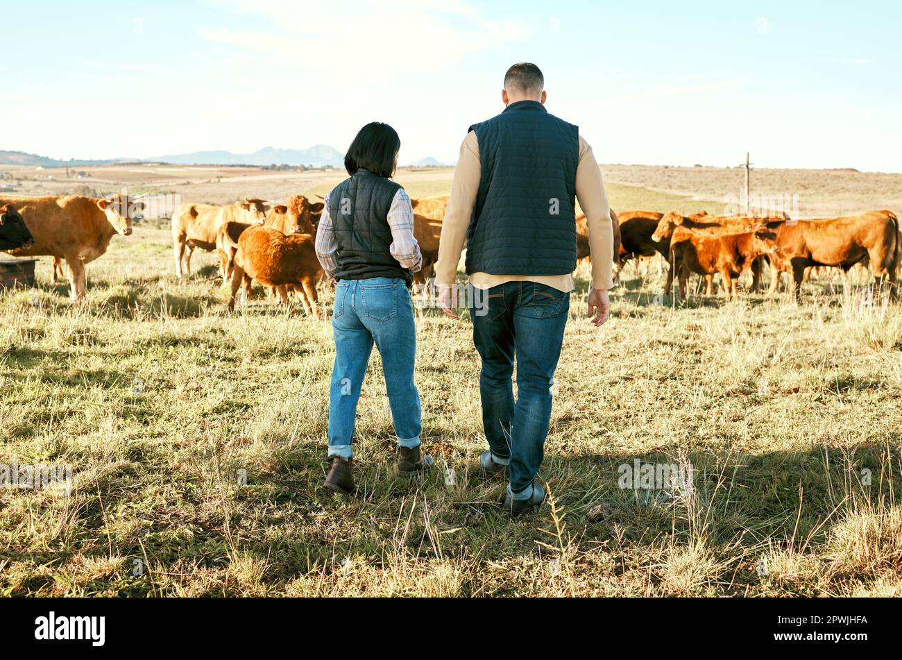 Vache, campagne ou couple sur l'agriculture agricole récolte du bétail ...