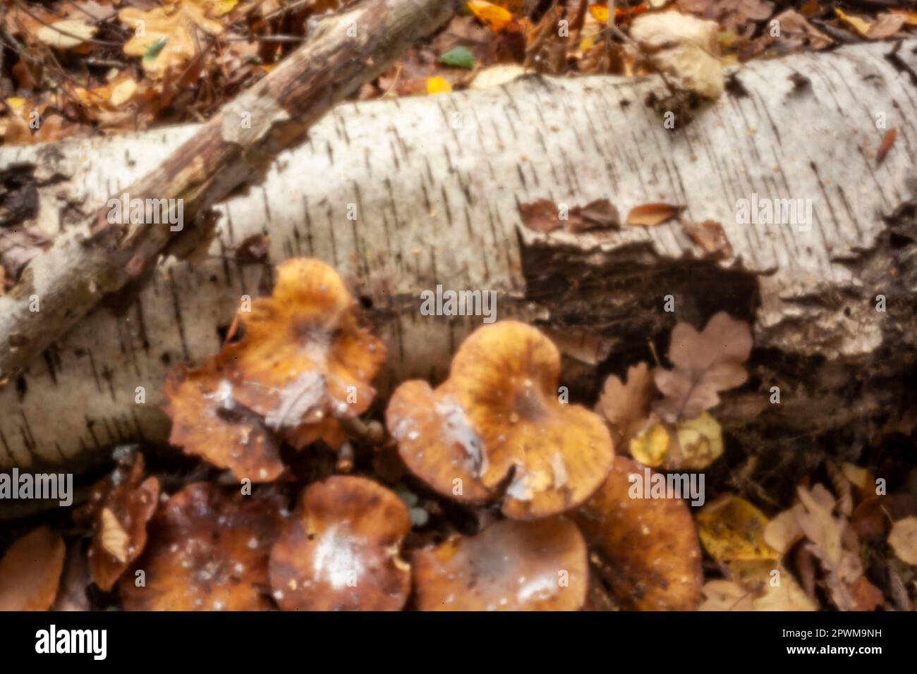 Pinhole Photography Woodland Series.New, Age-Defeing, Digital Age ...