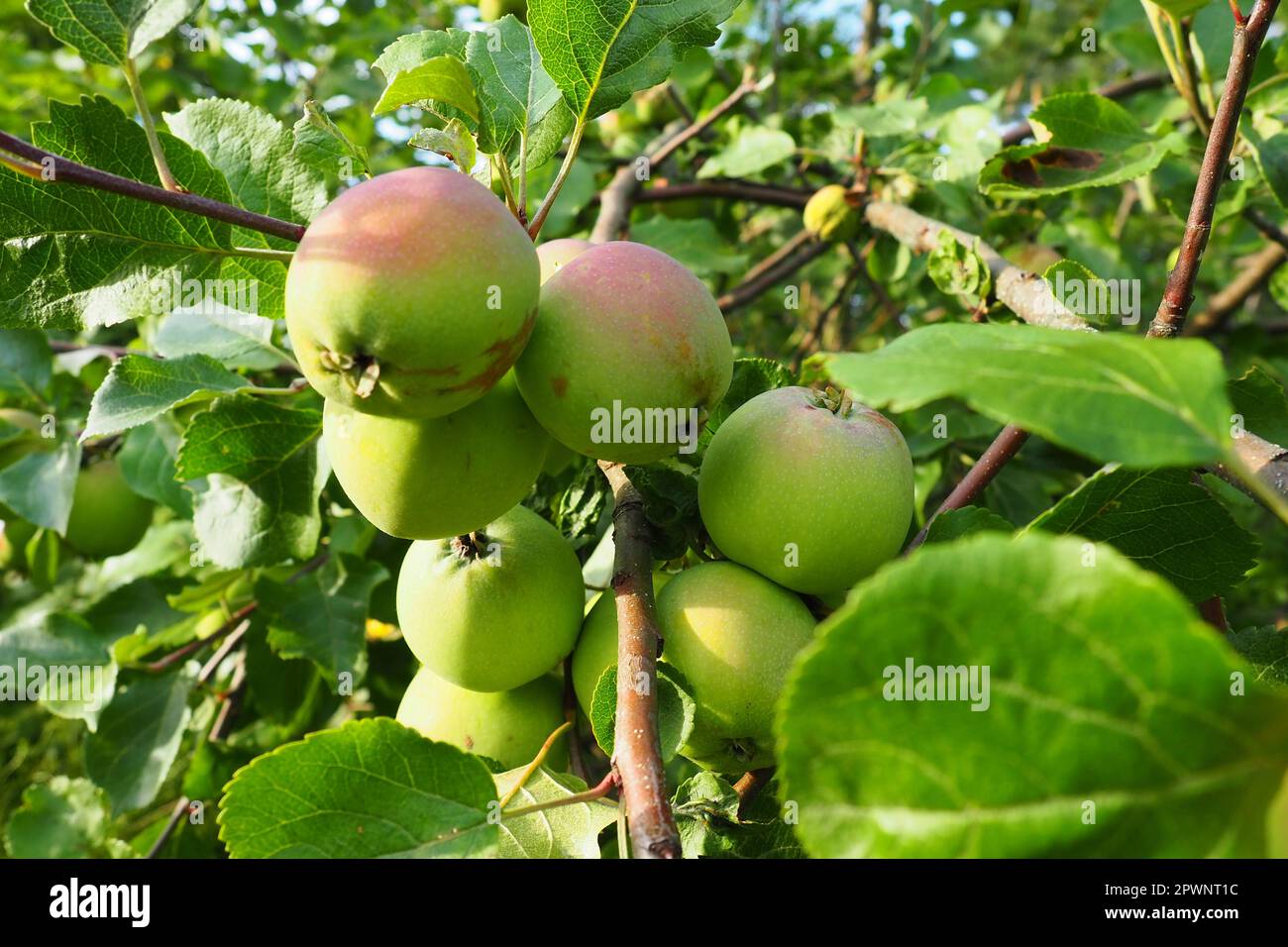 Pommes mûres rose-vert sur une branche de pommier. Fruits frais et ...
