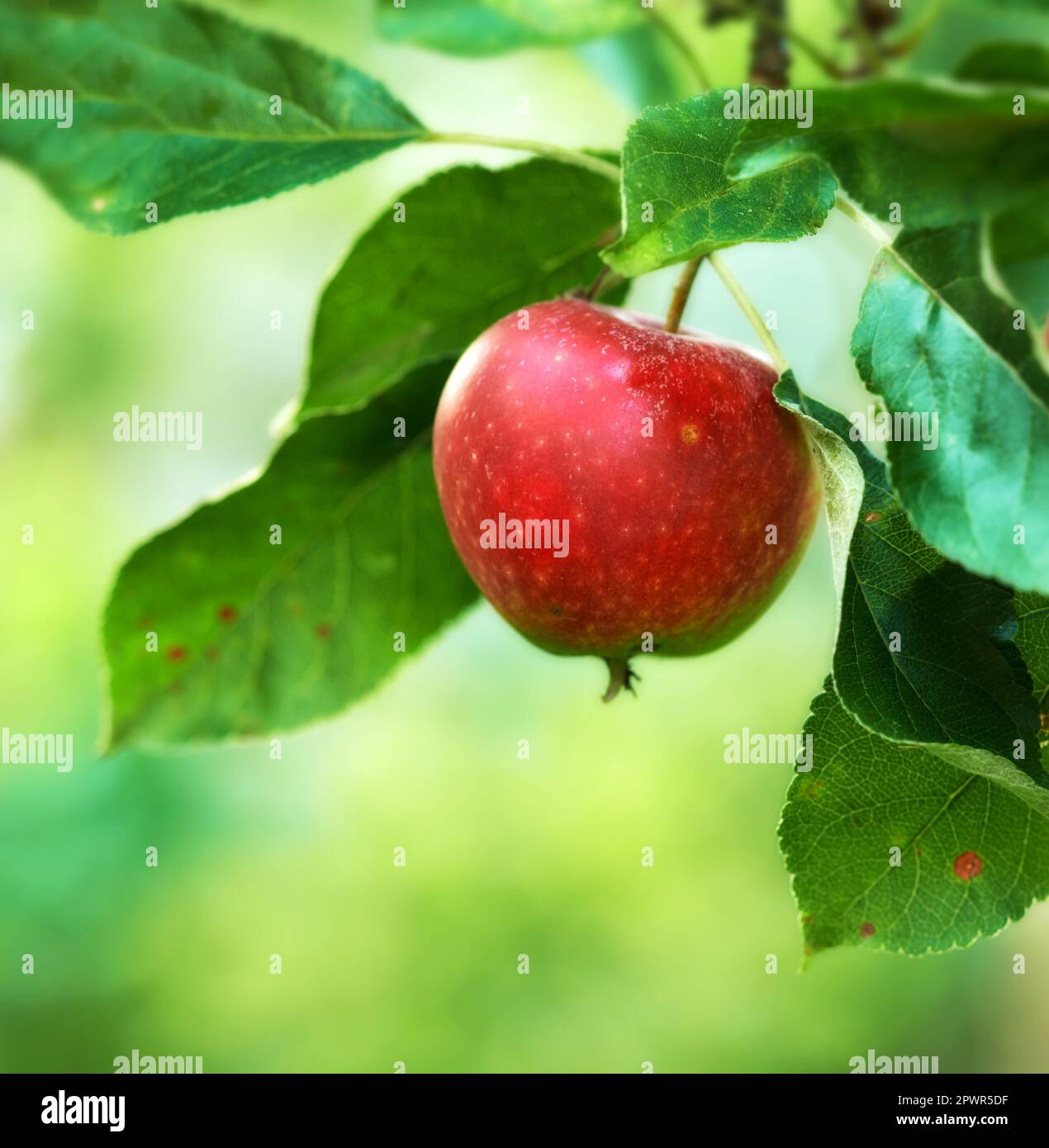 Découvrez la bonté des natures. Pommes rouges mûres sur un pommier dans ...