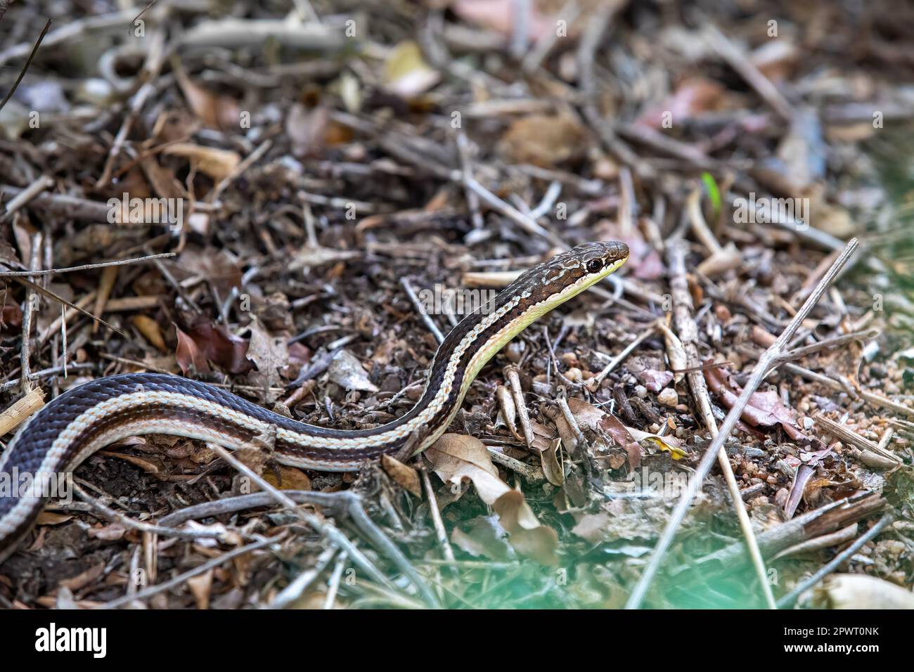 Le Thamnosophis lateralis, communément appelé serpent d'eau latéral ...