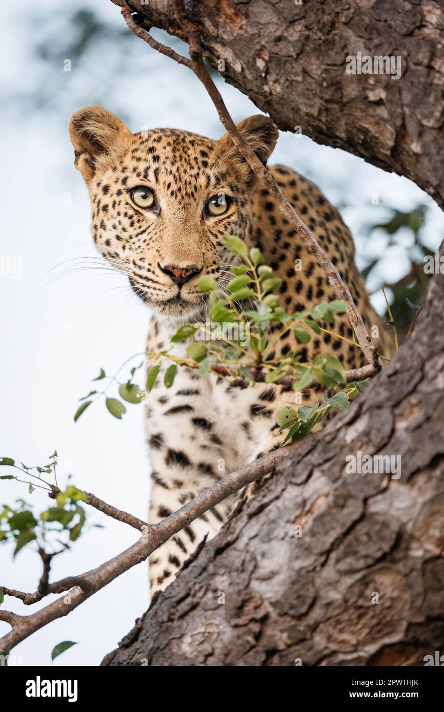 Fourche d'un arbre Banque de photographies et d’images à haute ...