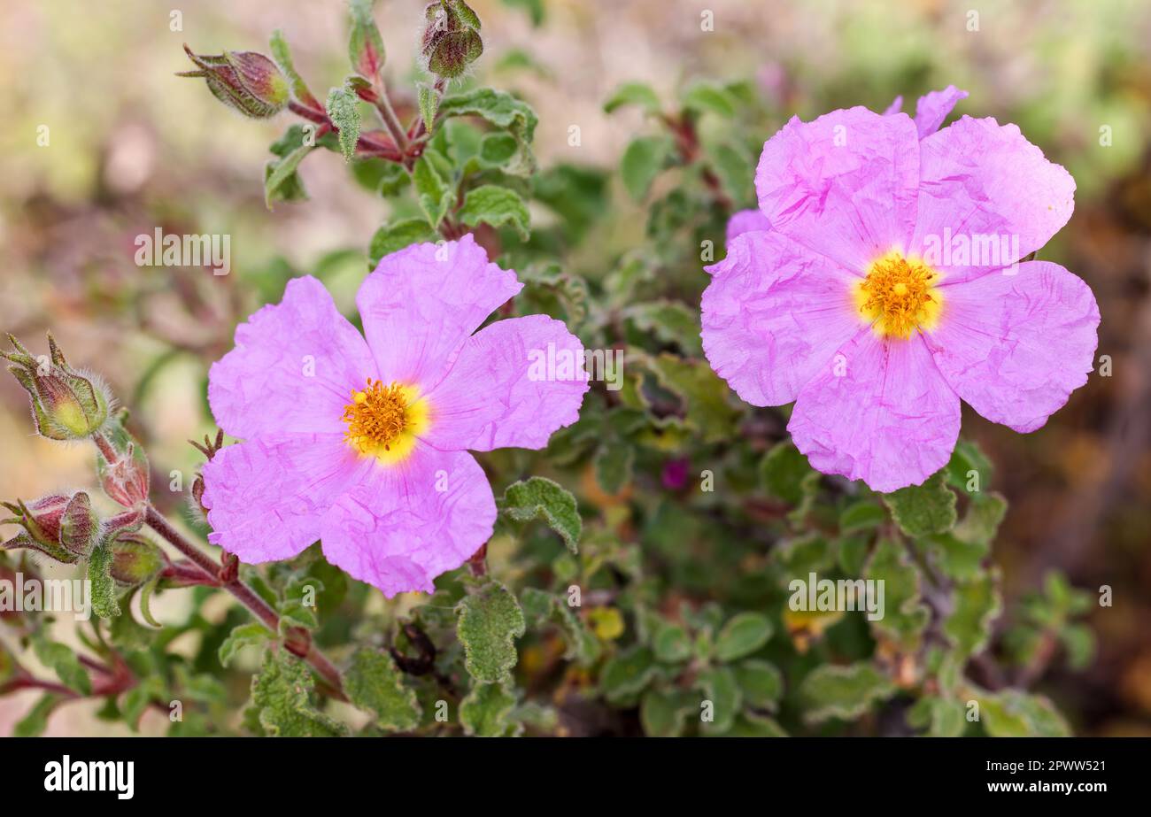 Rocher rose Banque de photographies et d’images à haute résolution - Alamy