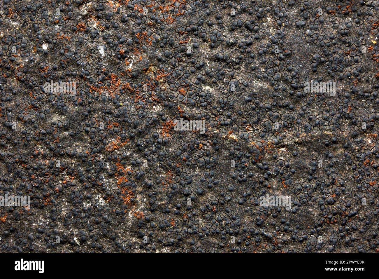 Le verrucaria nigrescens est un lichen croûteux commun sur les roches ...