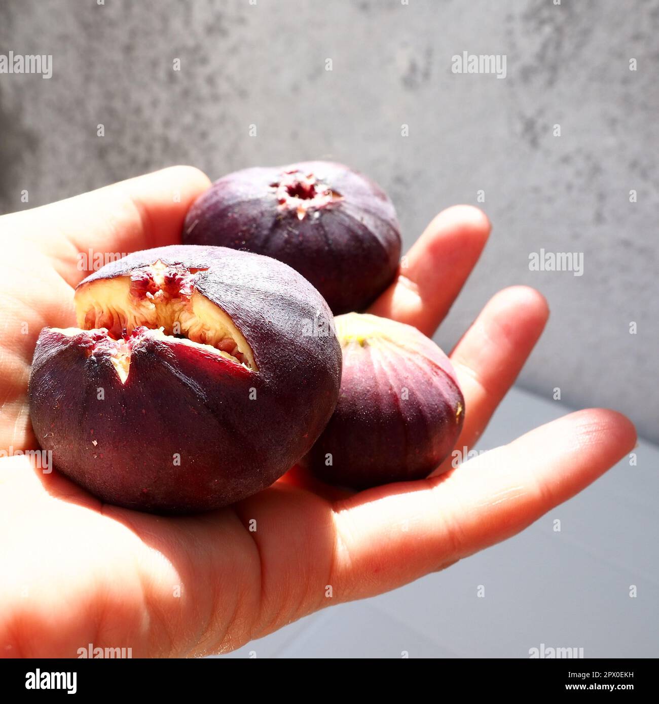 Le figuier ou figuier, ou figuier commun, ou Ficus carica est une ...