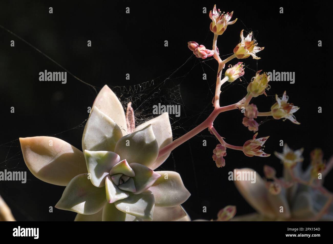 Détails des fleurs d'une poire épineuse enveloppée dans de nombreuses ...