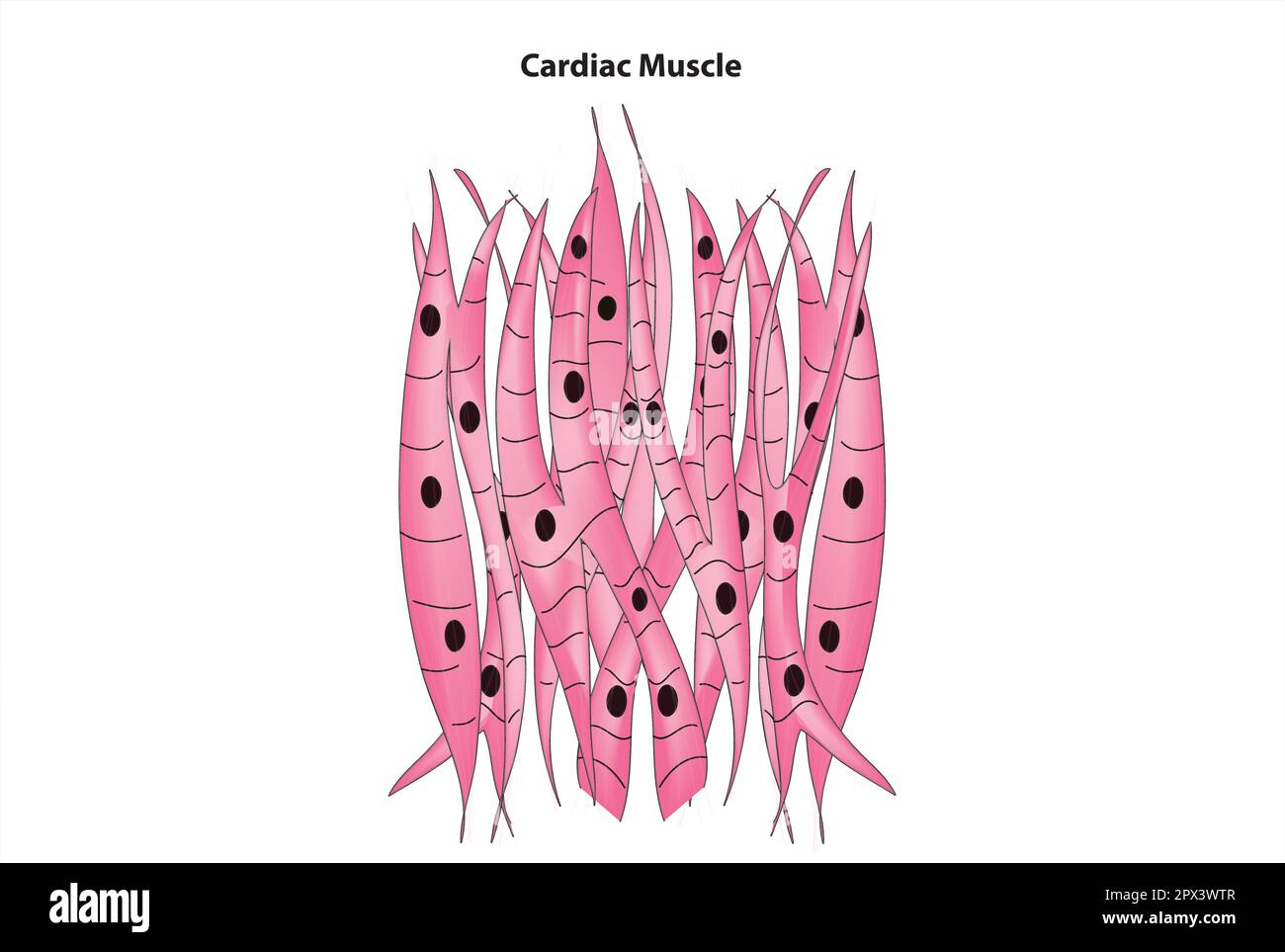 Myocarde du muscle cardiaque Banque de photographies et d’images à ...