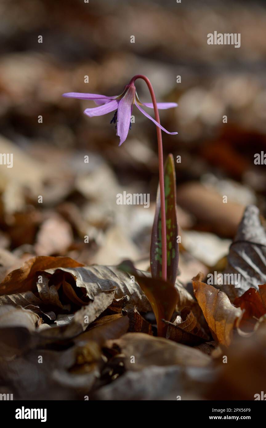 Violette des Dogtooth ou violette des dents des chiens, plante de fin d ...