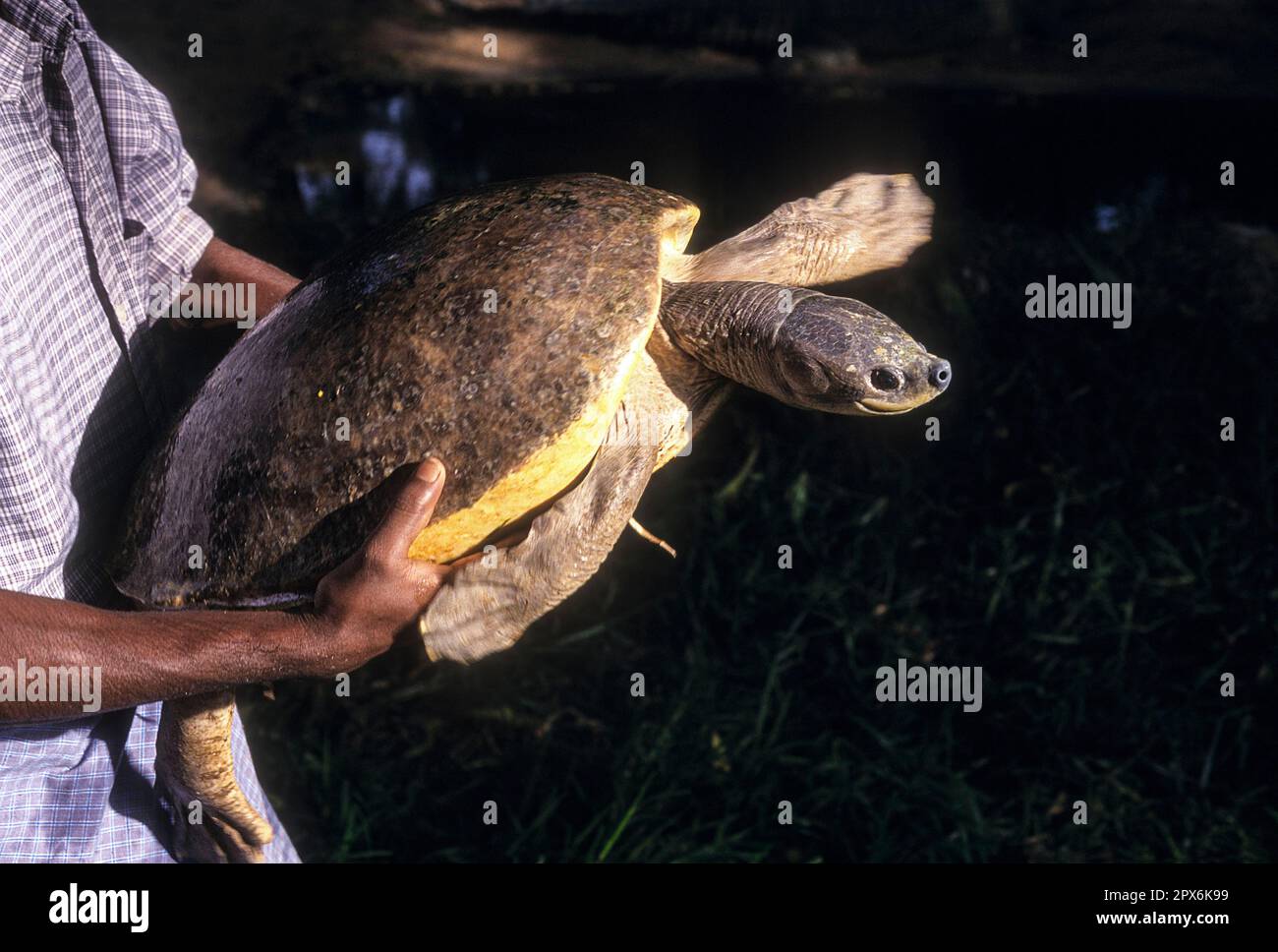 La rivière du Nord terrapin (Batagur baska) captive, le Madras Crocodile Bank Trust et le Centre ...