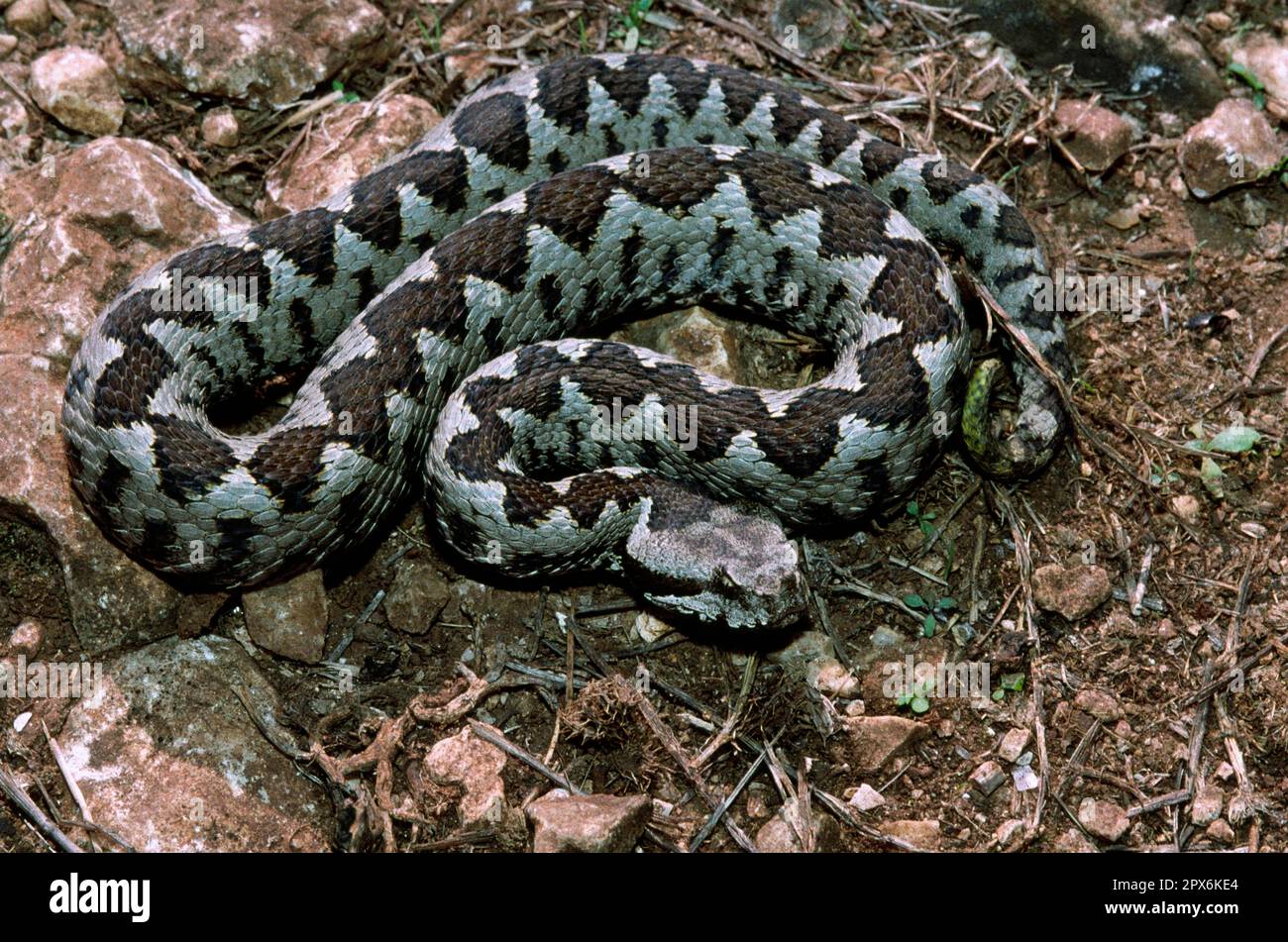 Vipère à cornes grecque Banque de photographies et d’images à haute ...