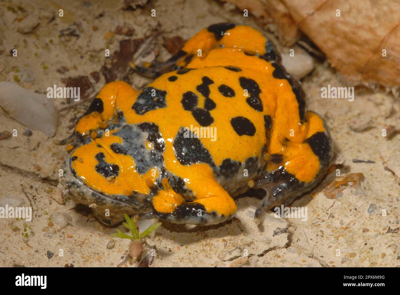 Crapaud mort Banque de photographies et d’images à haute résolution - Alamy