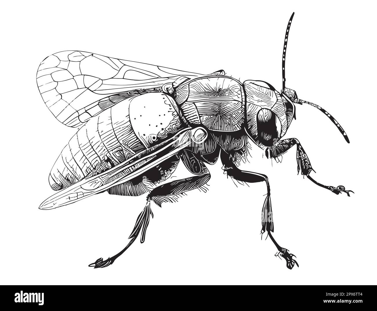 Insecte ravageur Banque d'images noir et blanc - Page 2 - Alamy