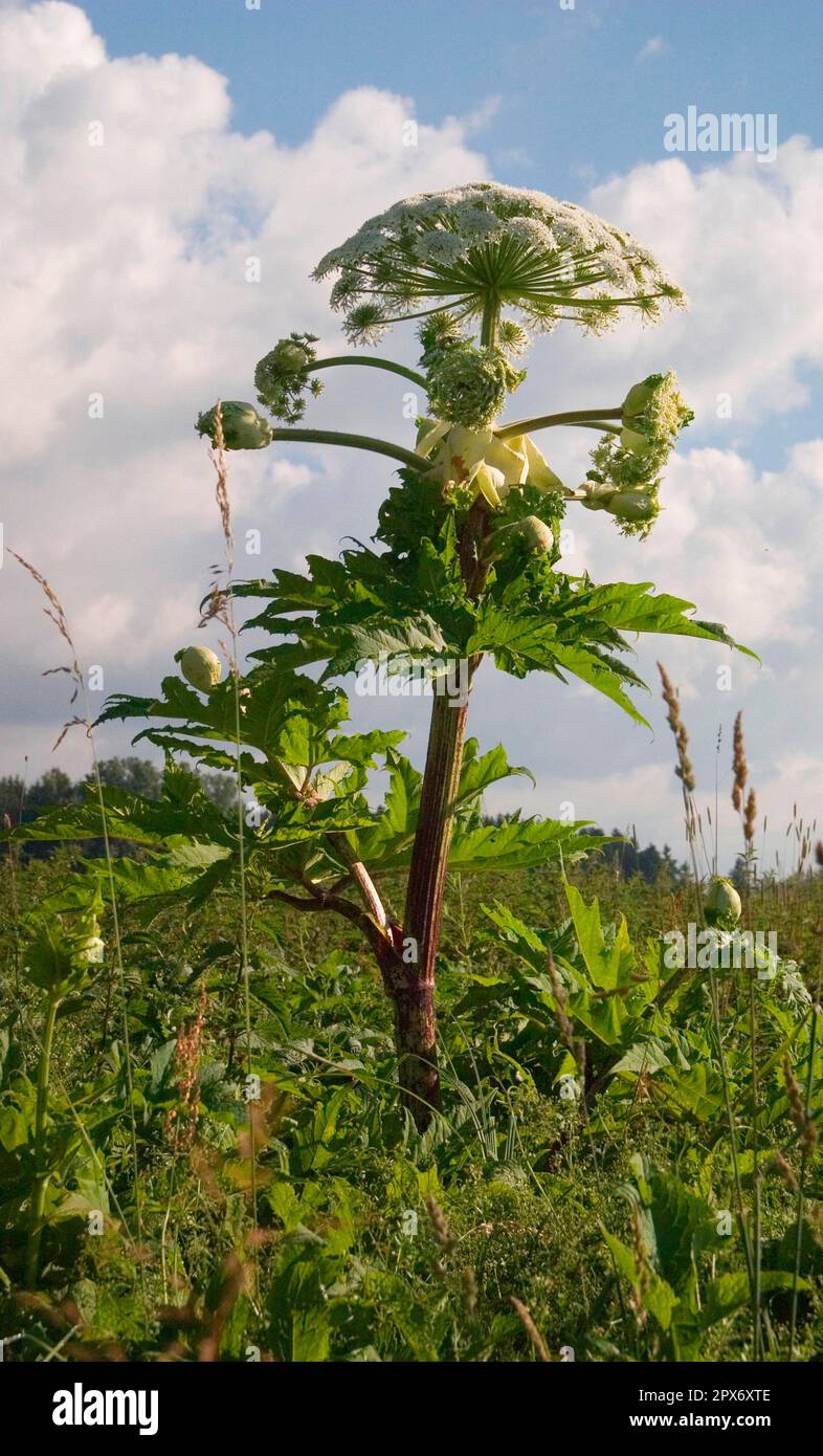 Berce plante Banque de photographies et d’images à haute résolution - Alamy