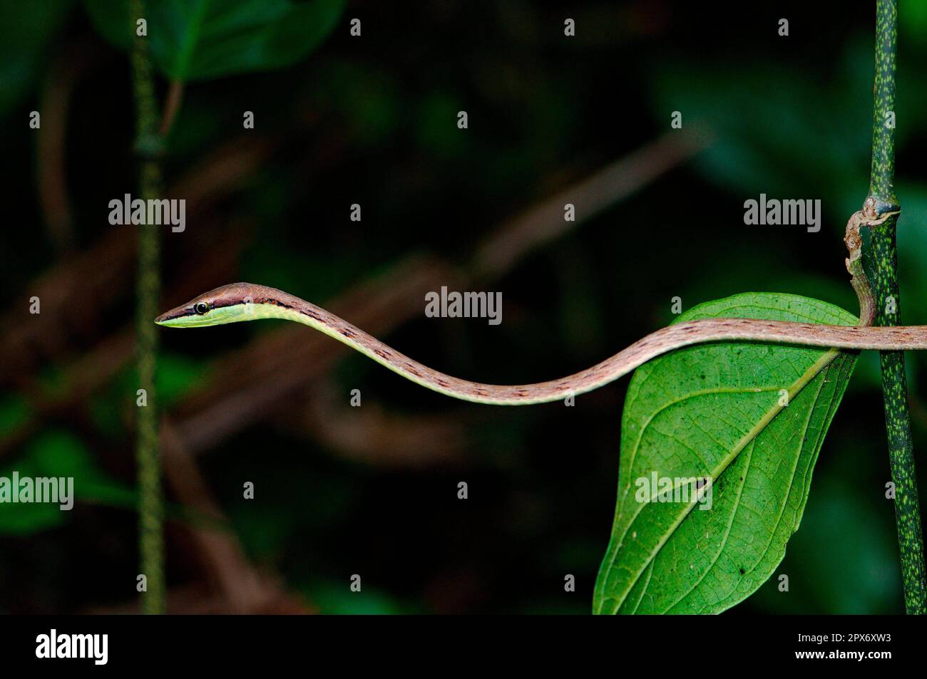 Snake costa rica Banque de photographies et d’images à haute résolution ...