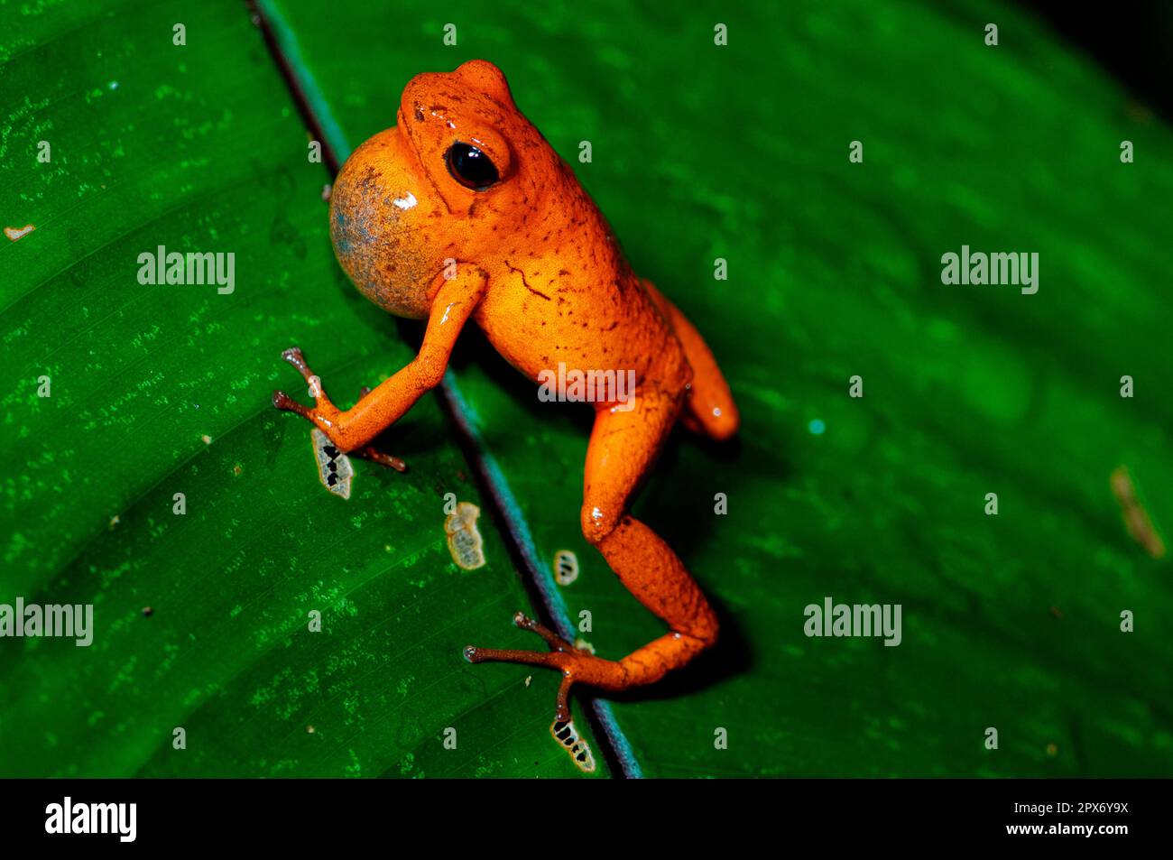 Grenouilles du costa rica Banque de photographies et d’images à haute ...