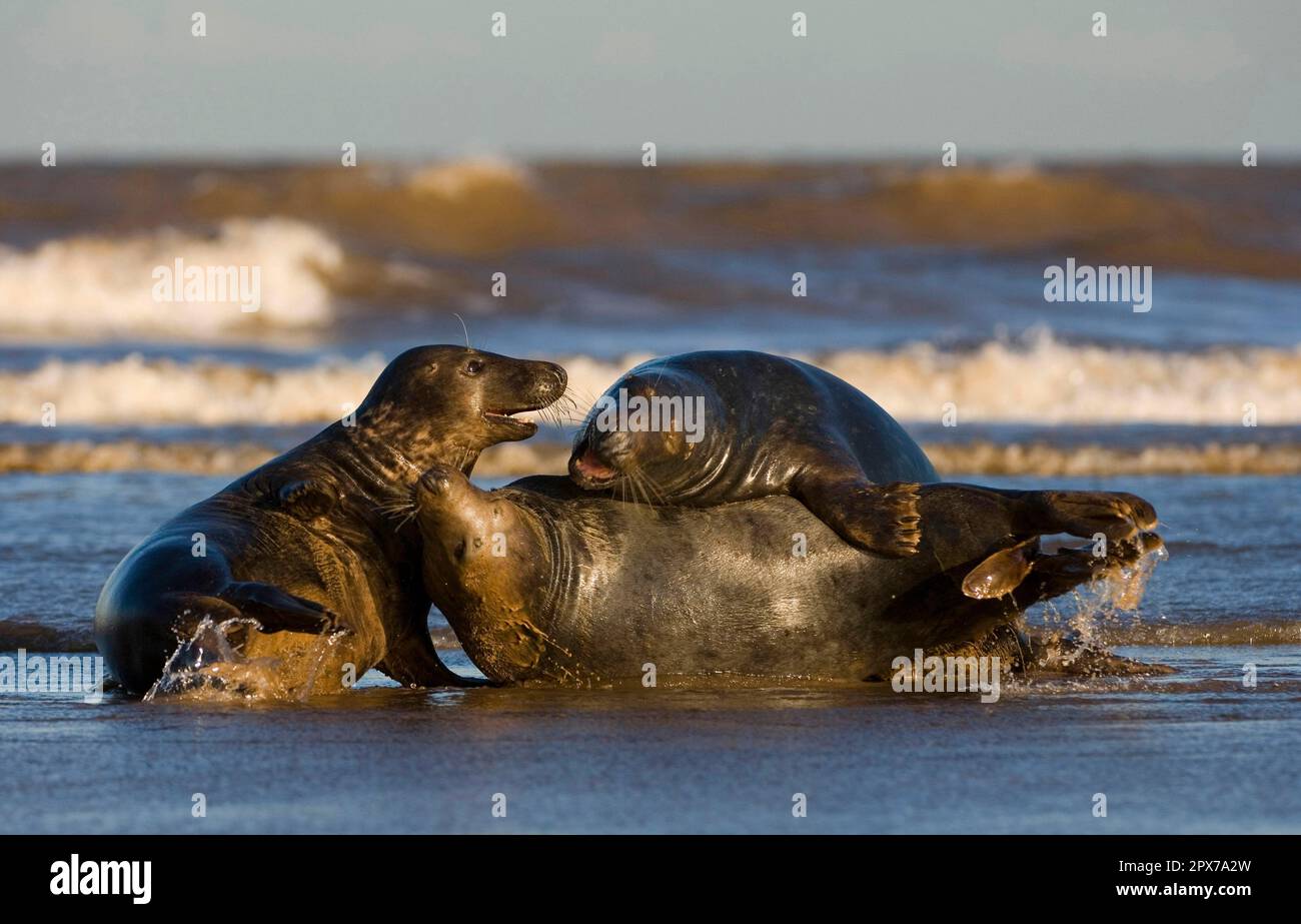 Humour de plage Banque de photographies et d’images à haute résolution ...