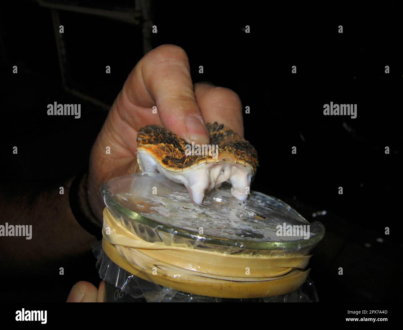 Poisonous tooth Banque de photographies et d’images à haute résolution - Alamy