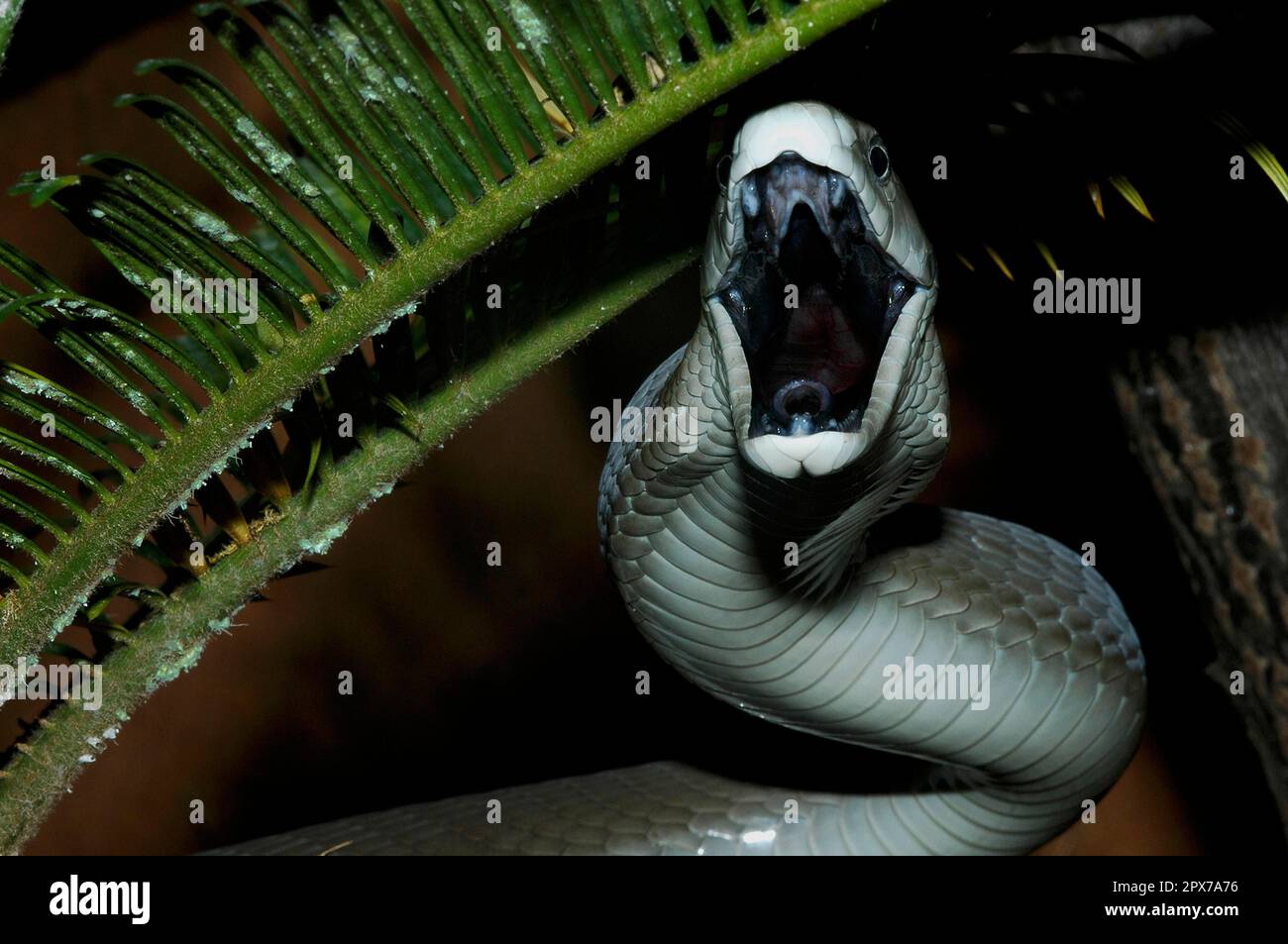 Black mamba portrait Banque de photographies et d’images à haute ...