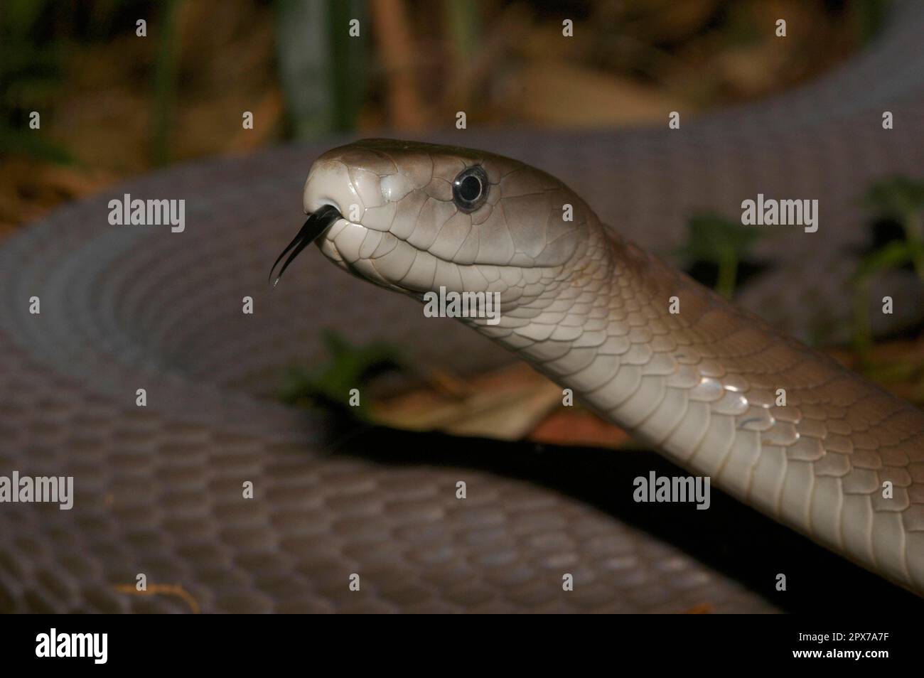 Black mamba portrait Banque de photographies et d’images à haute ...