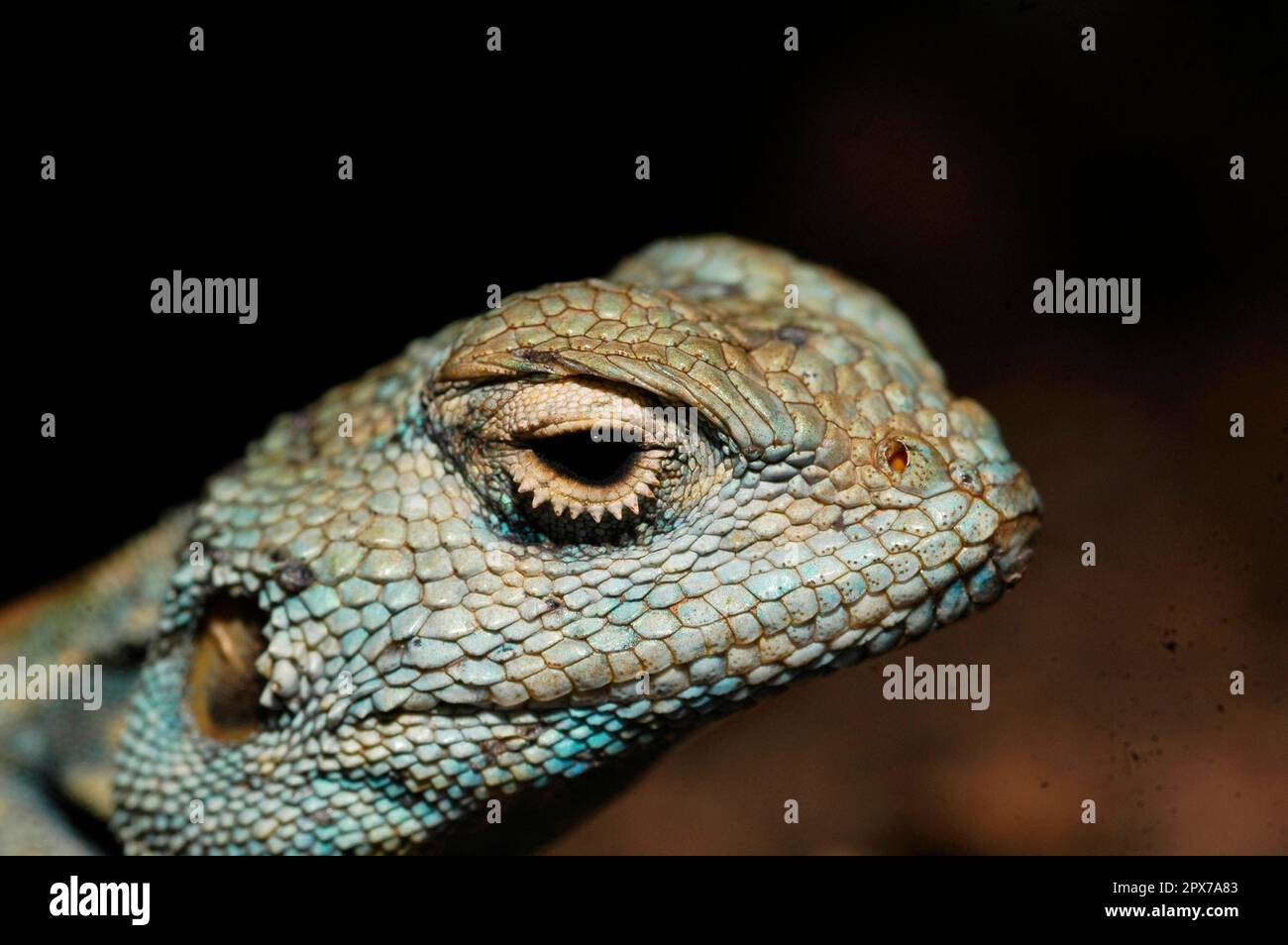 Desert agama Banque de photographies et d’images à haute résolution - Alamy