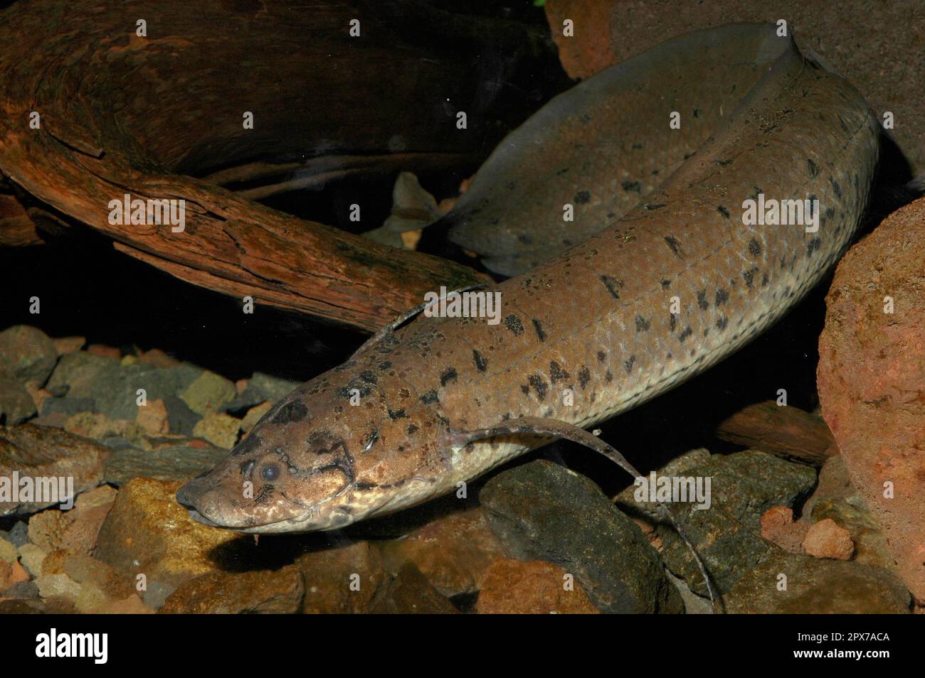 African lungfish Banque de photographies et d’images à haute résolution ...