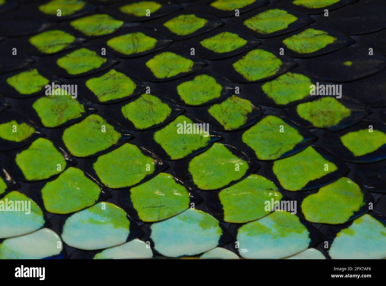 Trimeresurus sumatranus Banque de photographies et d’images à haute ...