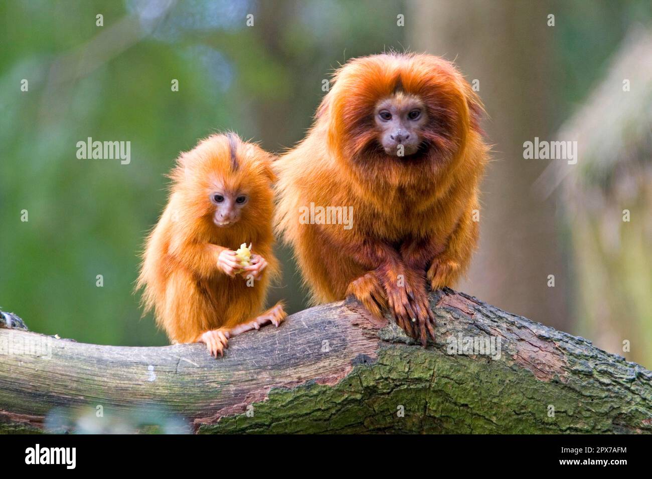 Singe lion Banque de photographies et d’images à haute résolution - Alamy