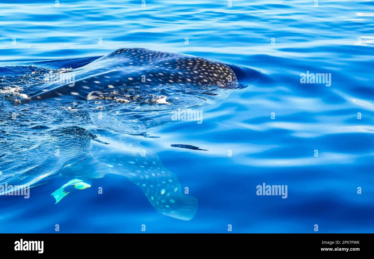 Immense et magnifique requin baleine nage sur la surface de l'eau lors ...