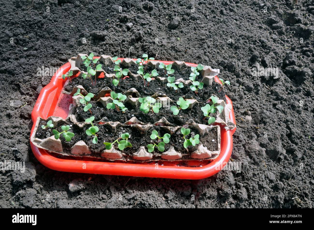 Plateau de semis de radis Banque de photographies et d’images à haute ...